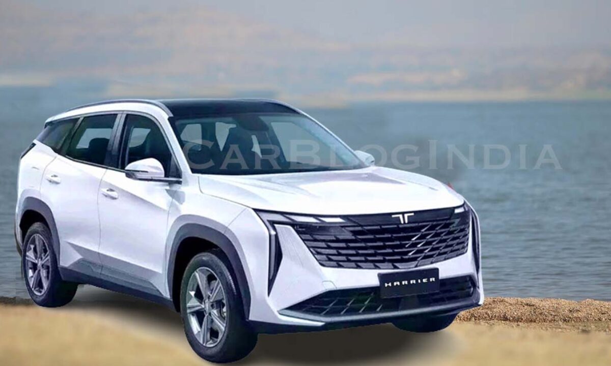 What Does A Harrier Look Like