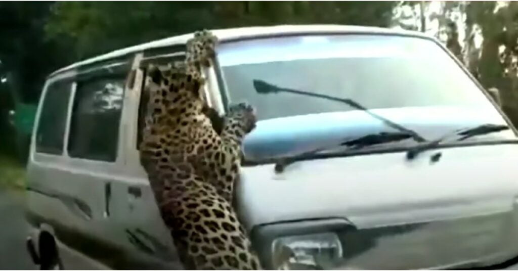 Leopard Attacks Maruti Omni in Assam, Injures 13 People » Car Blog India
